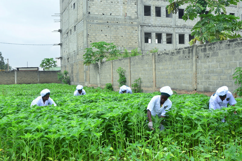 MORIJA GROUP SARL - Agroalimentaire