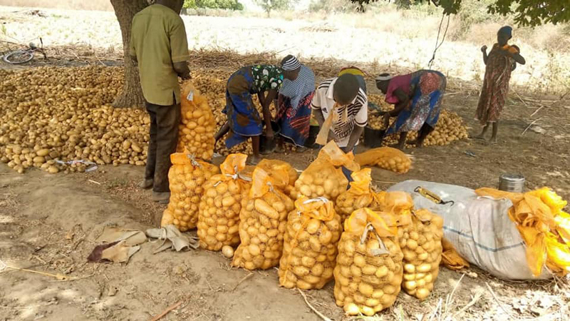 Assiba Fée - Agroalimentaire